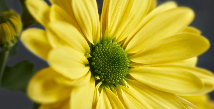 Yellow Daisy Gerbera - Gem Photography - Photography, Flowers, Plants ...