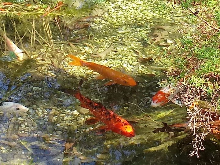 Morning Koi at Coldwater - C J's Gallery - Photography, Animals, Birds ...