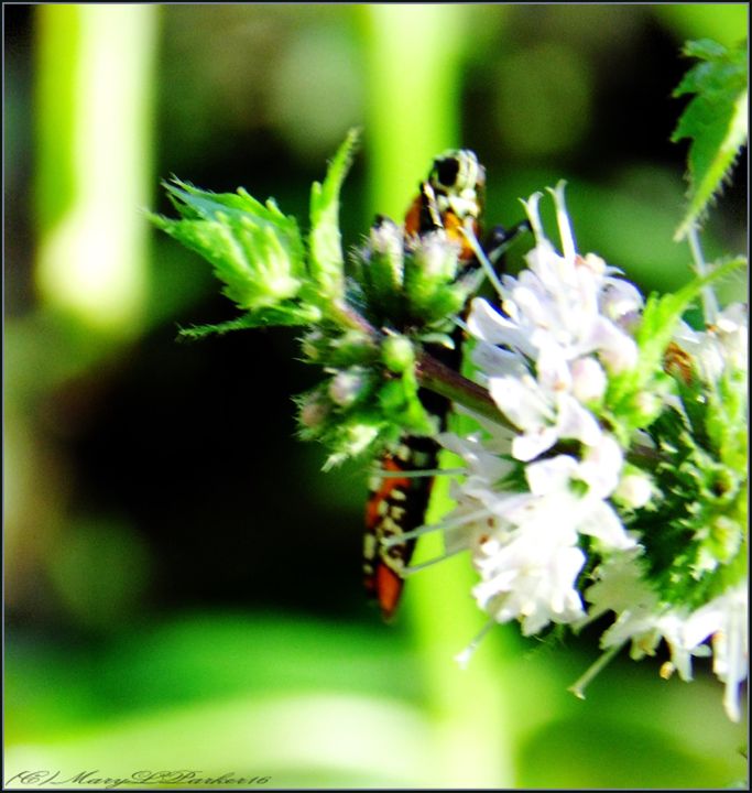 Pretty Bug - MaryLeeParkerArt - Photography, Landscapes & Nature ...