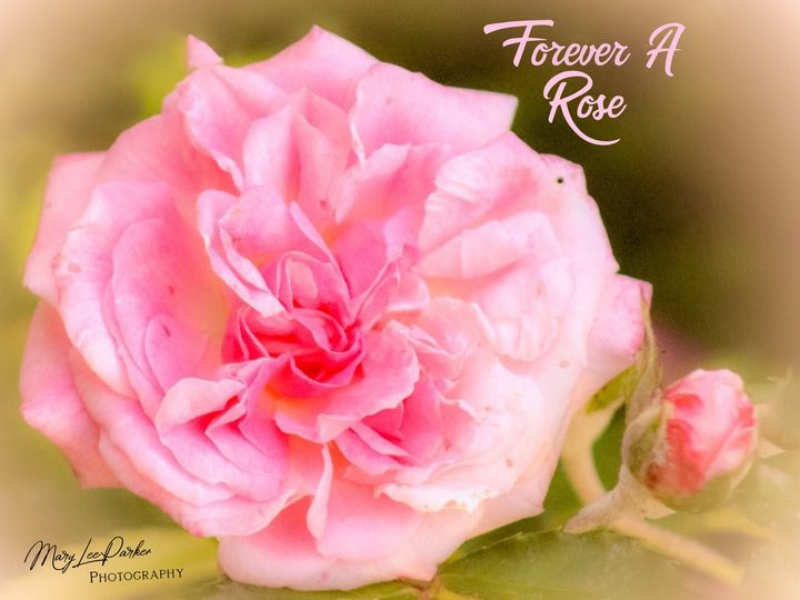 Forever A Rose - MaryLeeParkerArt - Photography, Flowers, Plants ...