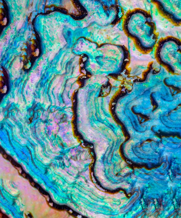 Abstract Paua Abalone Shell Texture - Paintcorner - Paintings & Prints ...