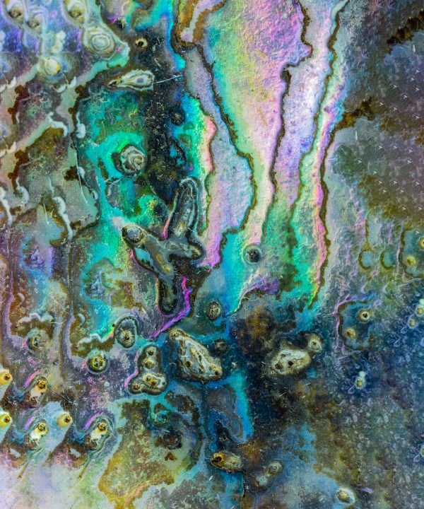 Abstract Paua Abalone Shell Texture - Paintcorner - Paintings & Prints ...