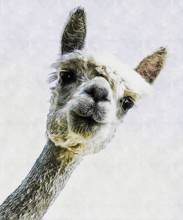 Adorable Watercolor Sneaky Llama - Paintcorner - Paintings & Prints ...