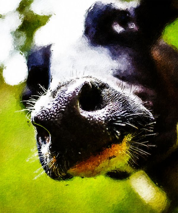 Nose Of Holstein Dairy Cow - Paintcorner - Paintings & Prints, Animals ...