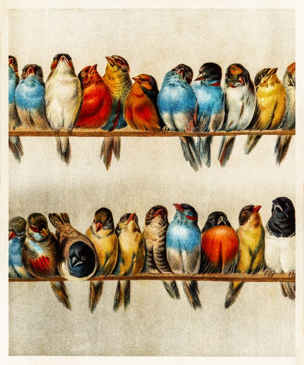 Vintage Perch Of Birds - Paintcorner - Paintings & Prints, Animals ...