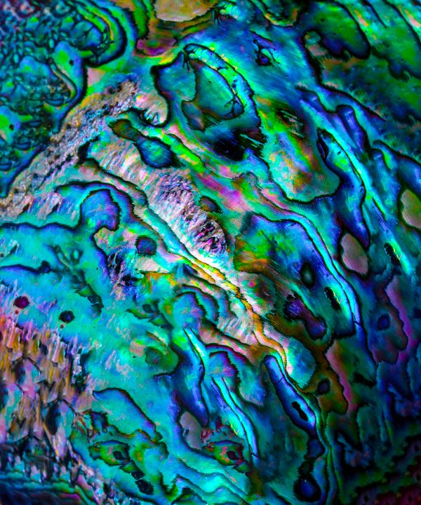 Abstract Paua Abalone Shell Texture - Paintcorner - Paintings & Prints ...