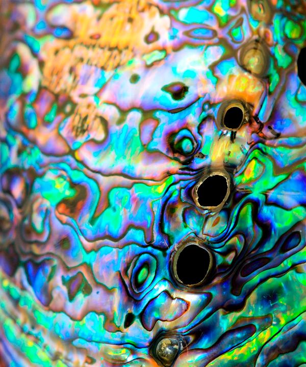 Abstract Paua Abalone Shell Texture - Paintcorner - Digital Art & AI ...
