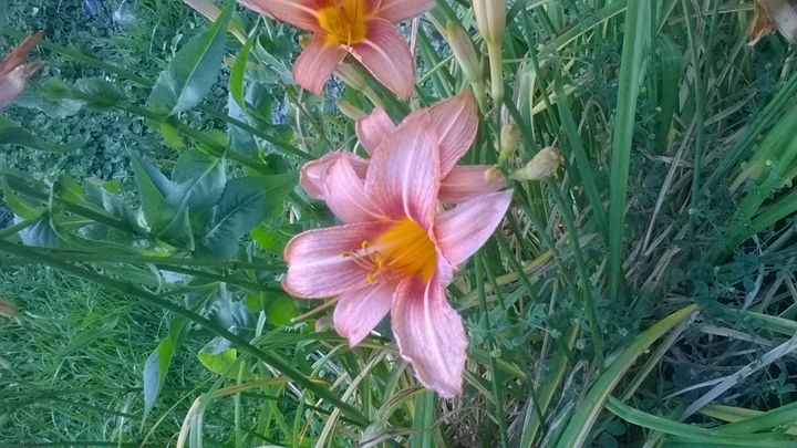 Mandes collection - Photography