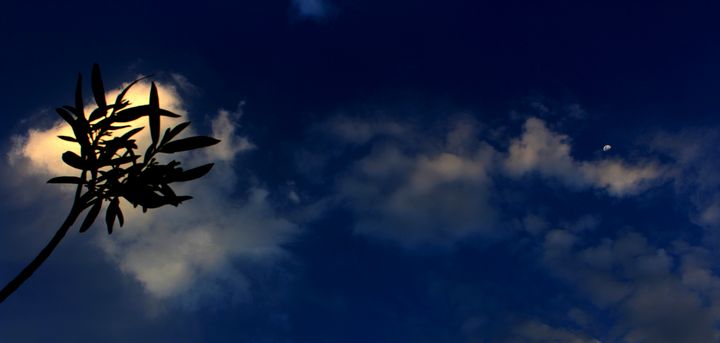 sham - Photography, Paintings & Prints