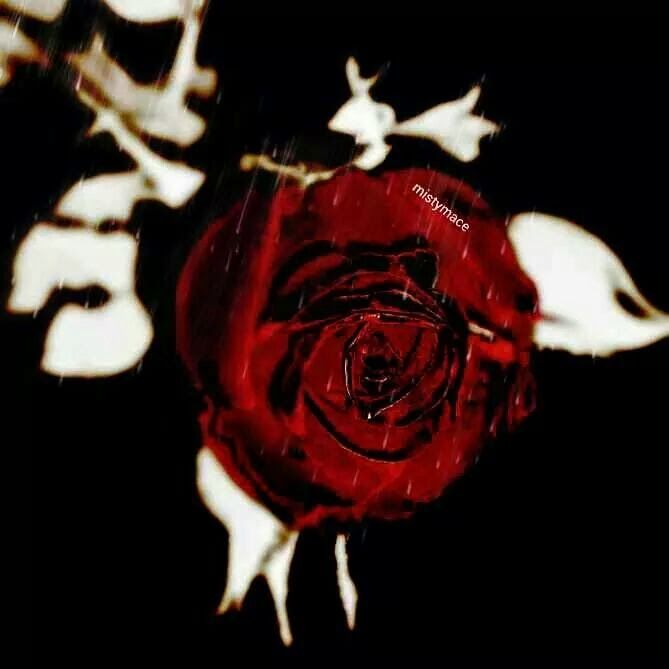 Roses are red - Misty Place - Photography, Flowers, Plants, & Trees ...