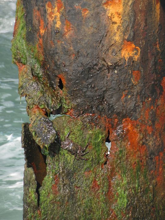 Rust, slime and a crab - suekeastphotos - Photography, Landscapes ...