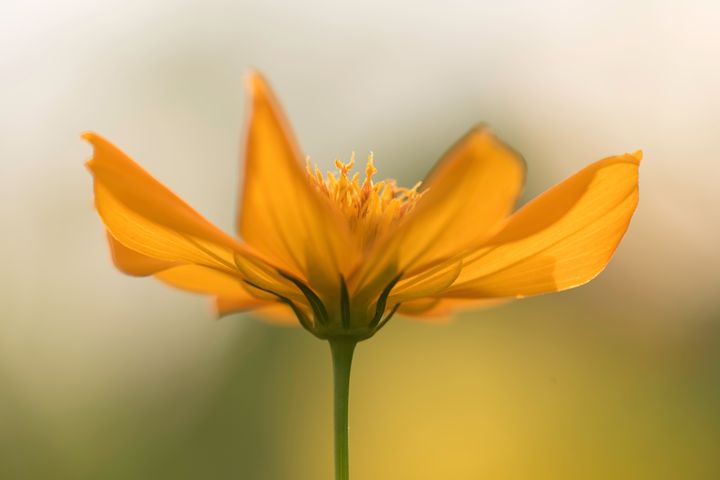 Orange Alone - suekeastphotos - Photography, Flowers, Plants, & Trees ...