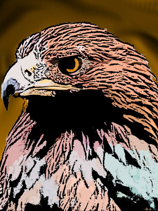 Hawk Staring - Ary Studio - Digital Art, Animals, Birds, & Fish, Birds ...