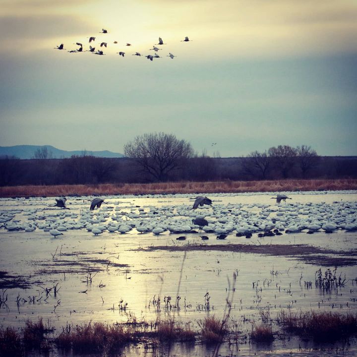 Bosque Del Apache Wildlife Refuge - Errol Cox Photography - Photography ...