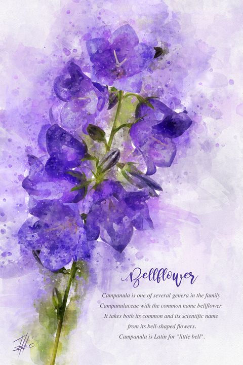 Bellflower - Theodor Decker - Paintings & Prints, Flowers, Plants ...