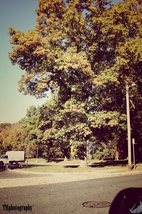Bus Stop Nature - TMphotographyBaltimore - Photography, Flowers, Plants ...