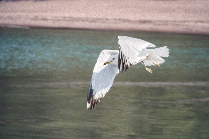 Gull in Flight - JB Photography & Art - Digital Art & AI, Animals ...