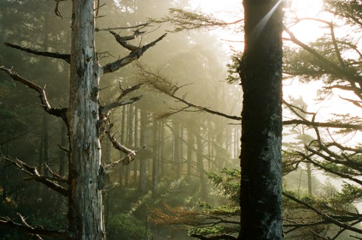 Through the Trees - Jack of All Frames' Gallery - Photography ...
