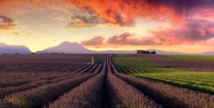 Neil Dankoff - Photography