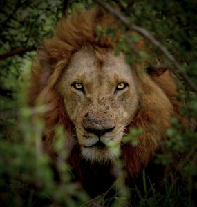 Neil Dankoff - Photography