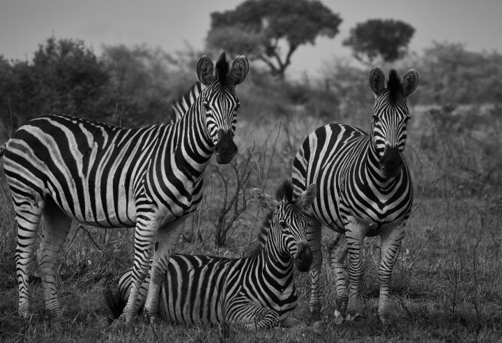 Neil Dankoff - Photography