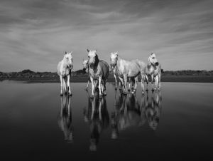 Neil Dankoff - Photography