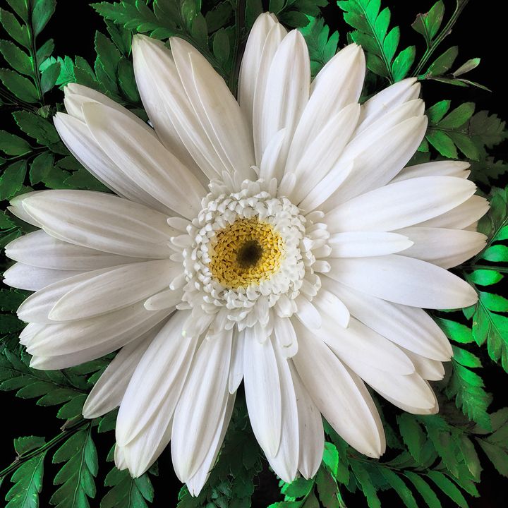 Delicate White Flower - Vision & Light Photography - Photography ...