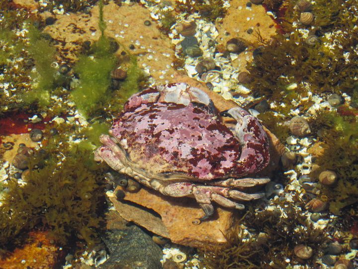 Crab - Laughing Bugbear - Photography, Animals, Birds, & Fish, Aquatic ...