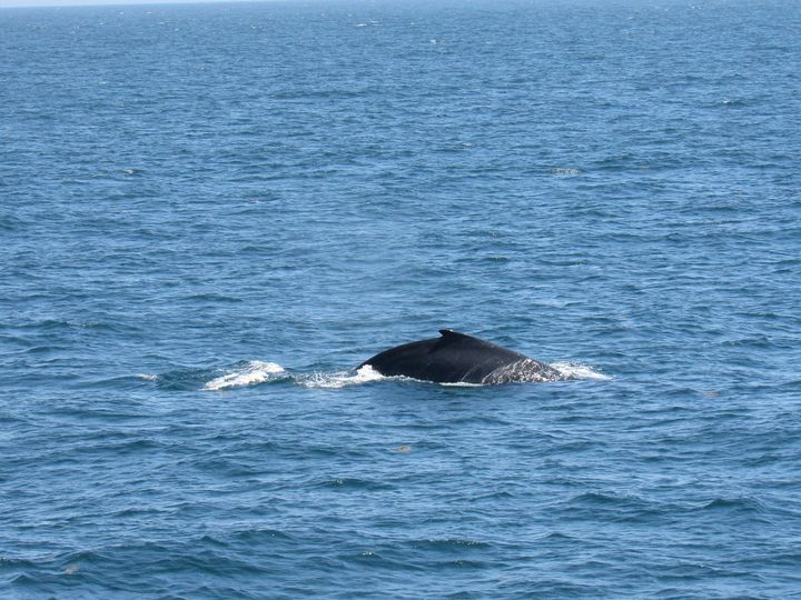 The Whale - Laughing Bugbear - Photography, Animals, Birds, & Fish ...