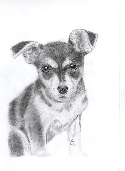 Jack - Anthony Wickens, The Pet Artist - Drawings & Illustration ...