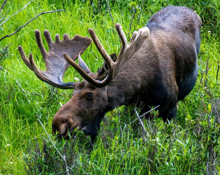 Grazing Bull in Velvet - Photography by Ellie - Photography, Animals ...