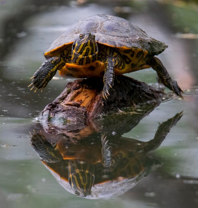 I'm flying! - Photography by Ellie - Photography, Animals, Birds ...