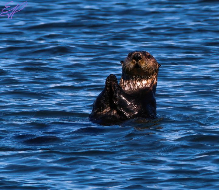 Friendly Otter - Photography by Ellie - Photography, Animals, Birds ...