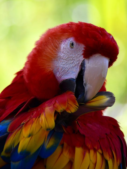 Pretty Preening Parrot - RMB Photography - Photography, Animals, Birds ...
