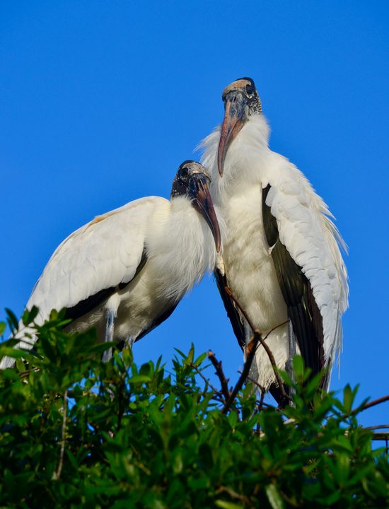 Mated Wood Stork Pair - RMB Photography - Photography, Animals, Birds ...