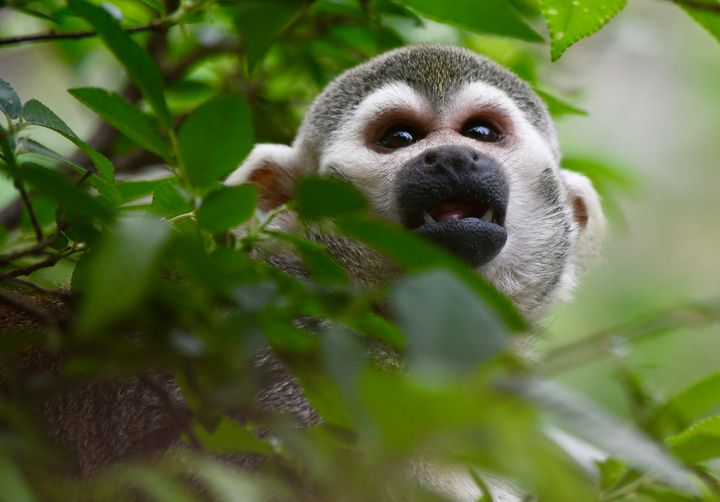 Squirrel Monkey Looking Up - RMB Photography - Photography, Animals ...