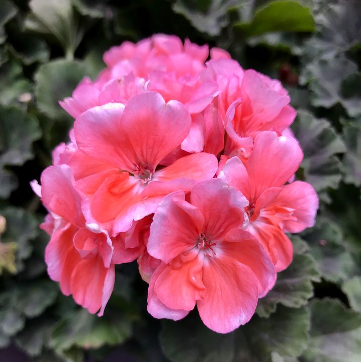 Gorgeous Geraniums - RMB Photography - Photography, Flowers, Plants ...