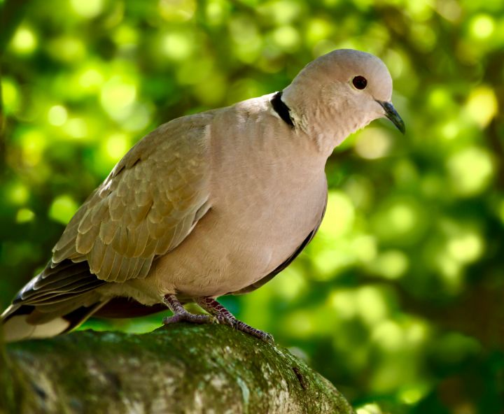 Eurasian Collared Dove - RMB Photography - Photography, Animals, Birds ...