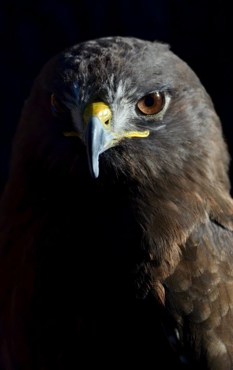 Night Hawk - RMB Photography - Photography, Animals, Birds, & Fish ...