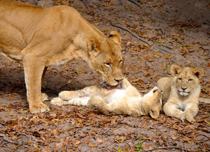 Bath Time For Lions - RMB Photography - Photography, Animals, Birds ...