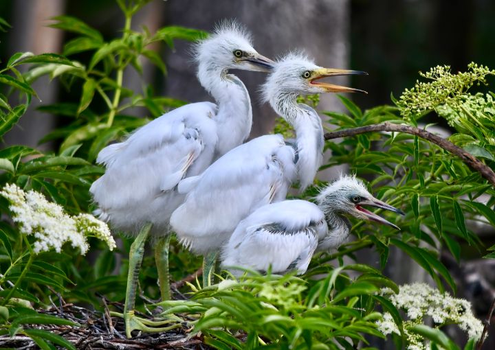 Trio of Snowy Egret Chicks - RMB Photography - Photography, Animals ...