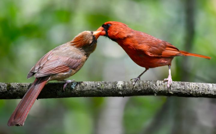 Cardinal Courtship - RMB Photography - Photography, Animals, Birds ...