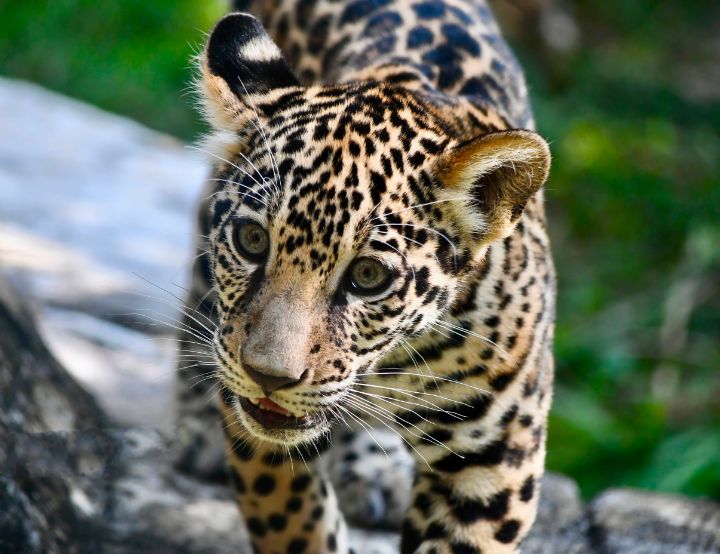 Beautiful Jaguar Cub - RMB Photography - Photography, Animals, Birds ...