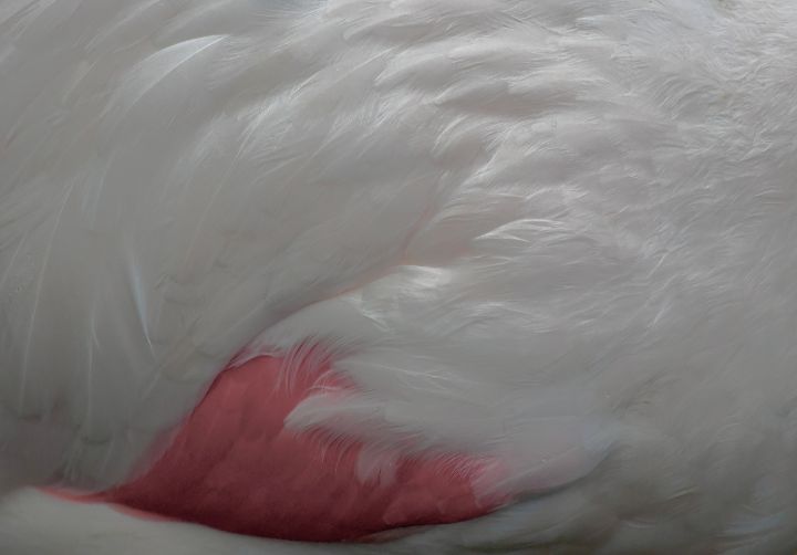 Fluffy Flamingo Feathers - RMB Photography - Photography, Animals ...