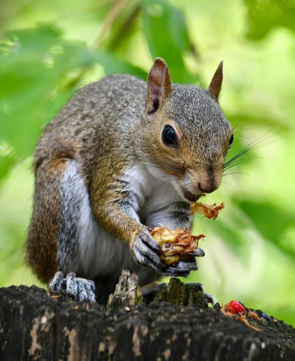 Happy Seed Snacking Squirrel - RMB Photography - Photography, Animals, Birds, & Fish, Mouse ...