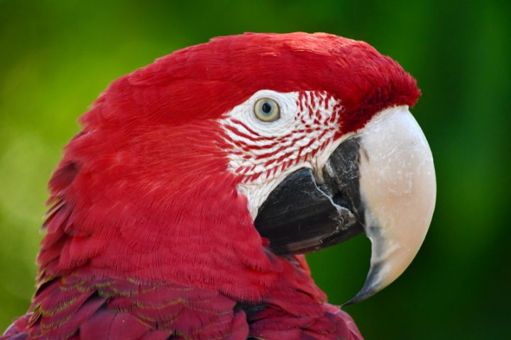 Prettiest Parrot - RMB Photography - Photography, Animals, Birds ...