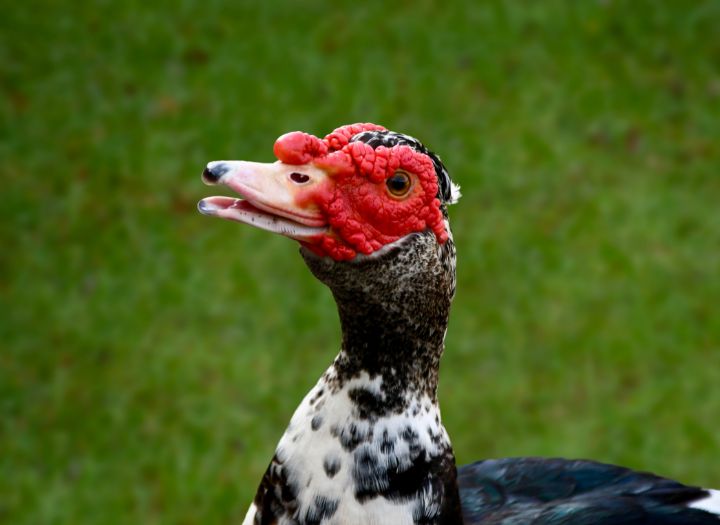 Sweet Muscovy Duck - RMB Photography - Photography, Animals, Birds ...