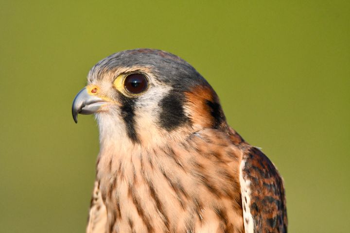 American Kestrel in Profile - RMB Photography - Photography, Animals ...