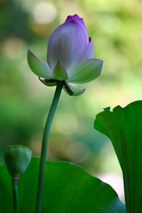 Lotus In Nature - RMB Photography - Photography, Flowers, Plants ...