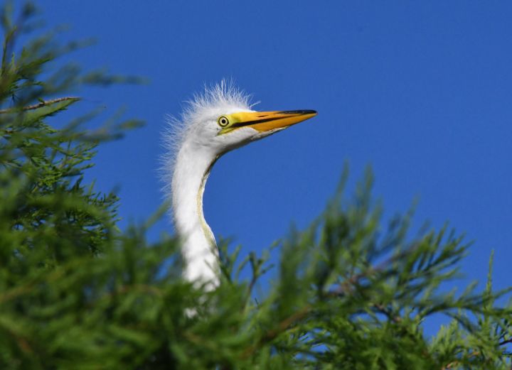 Peekaboo Egret Chick - RMB Photography - Photography, Animals, Birds ...